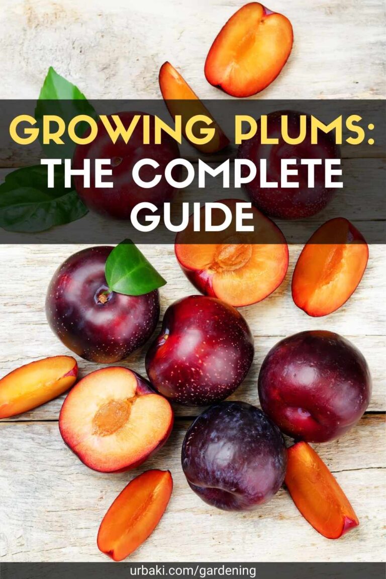 Growing Plums: The Complete Guide