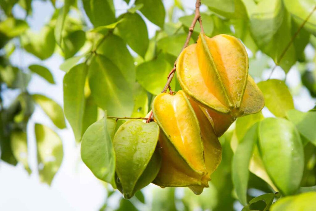 How to Succeed at Growing Starfruit in Your Backyard