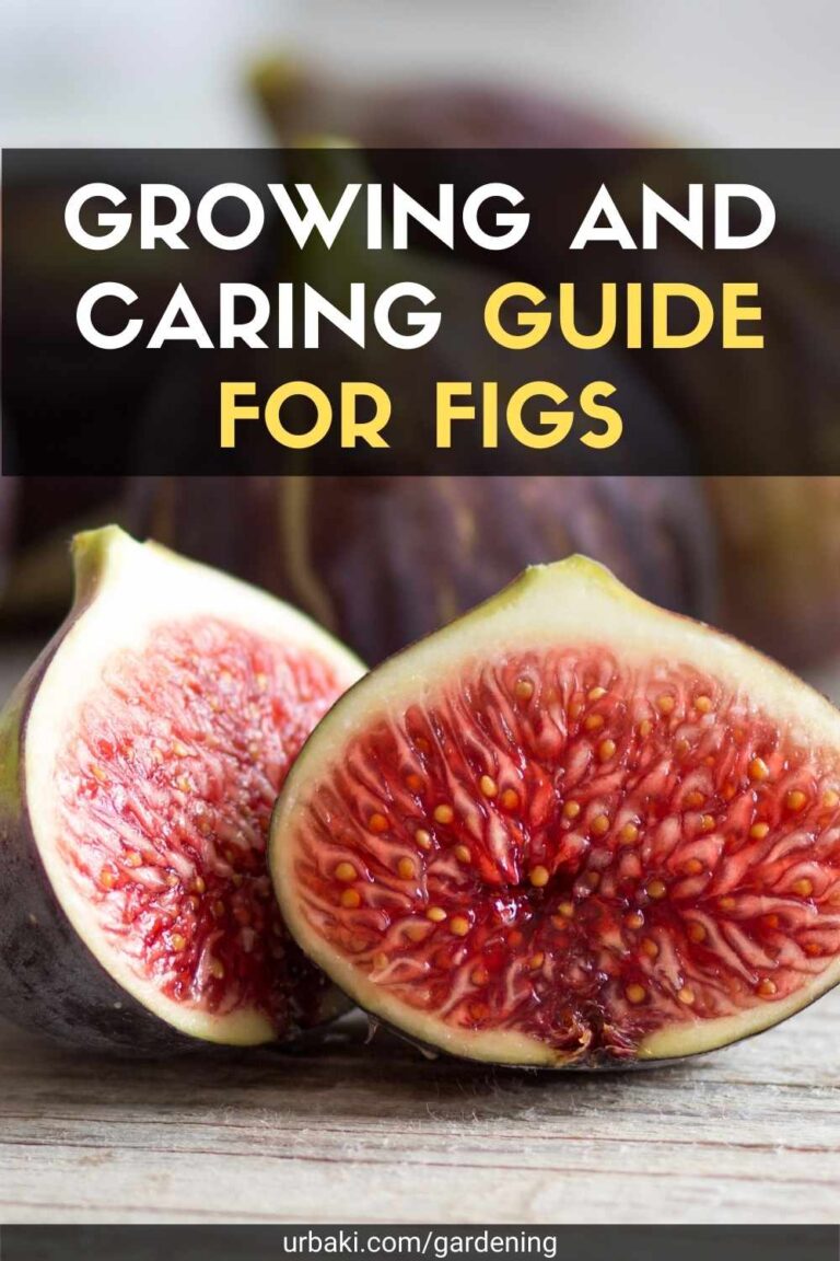 Growing and Caring Guide For Figs