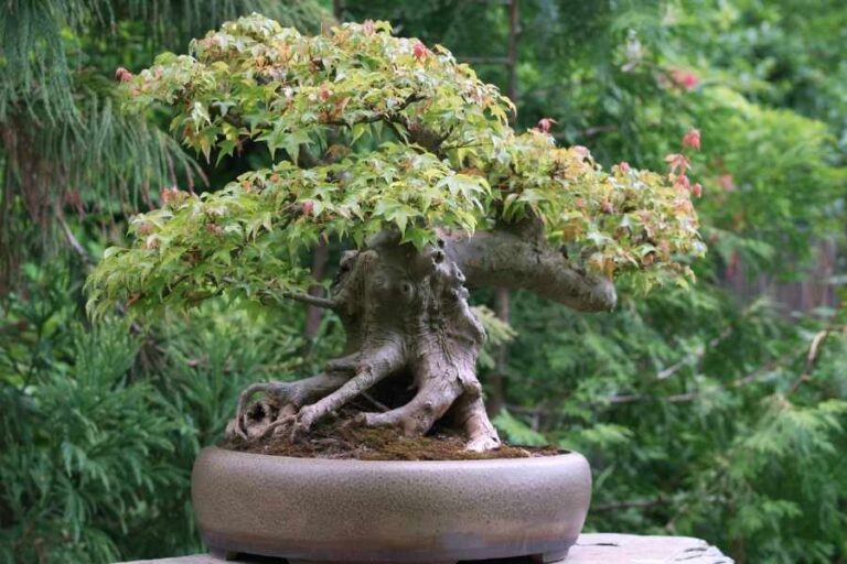 Growing and Caring the Japanese Maple Bonsai Tree