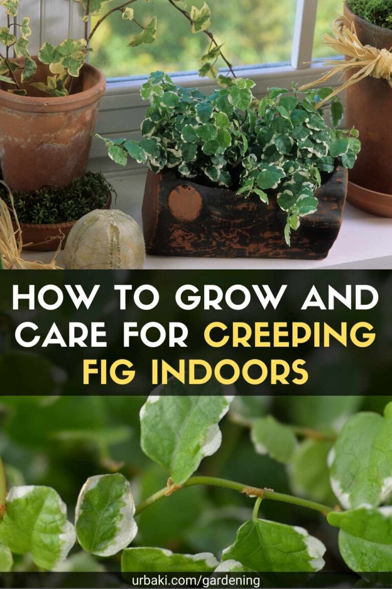 How to Grow and Care for Creeping Fig Indoors