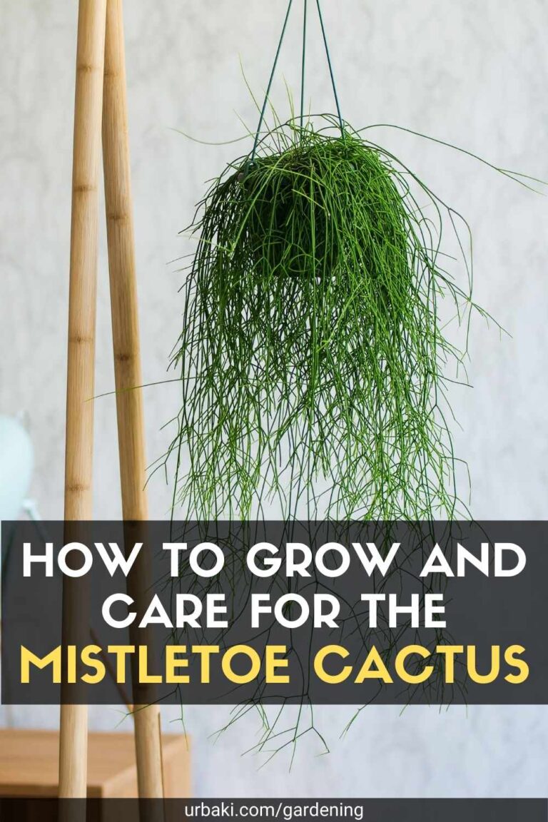 How to Grow and Care for the Mistletoe Cactus