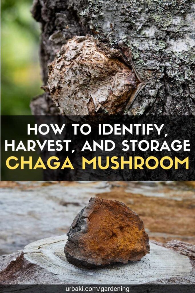 How to Identify, Harvest, and Storage Chaga Mushroom