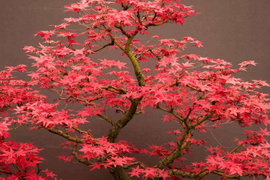 Growing and Caring the Japanese Maple Bonsai Tree