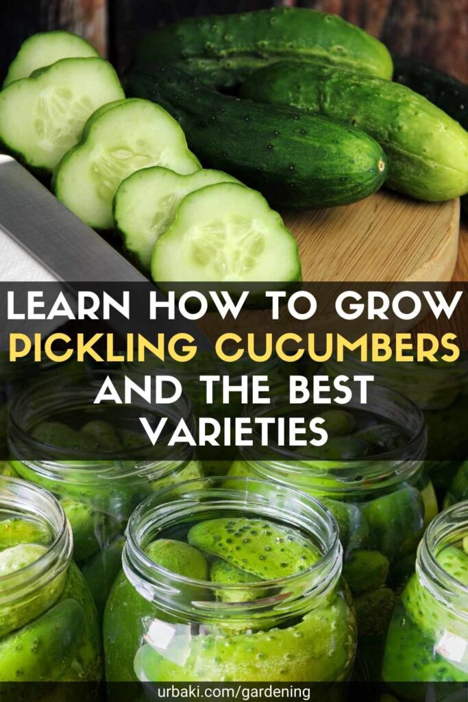 Learn How to Grow Pickling Cucumbers and the Best Varieties