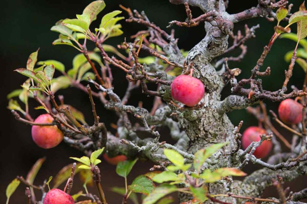 How to Turn an Apple Tree Into a Bonsai