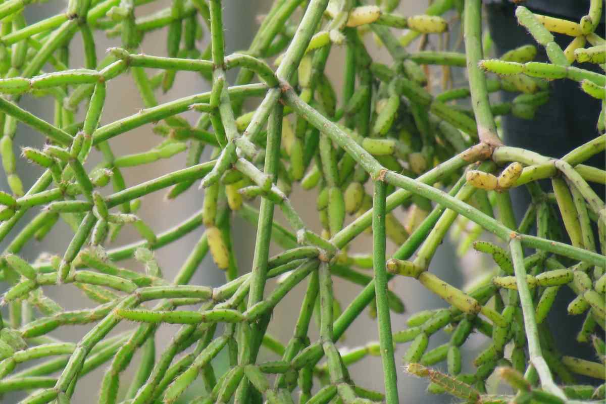 How to Grow and Care for the Mistletoe Cactus