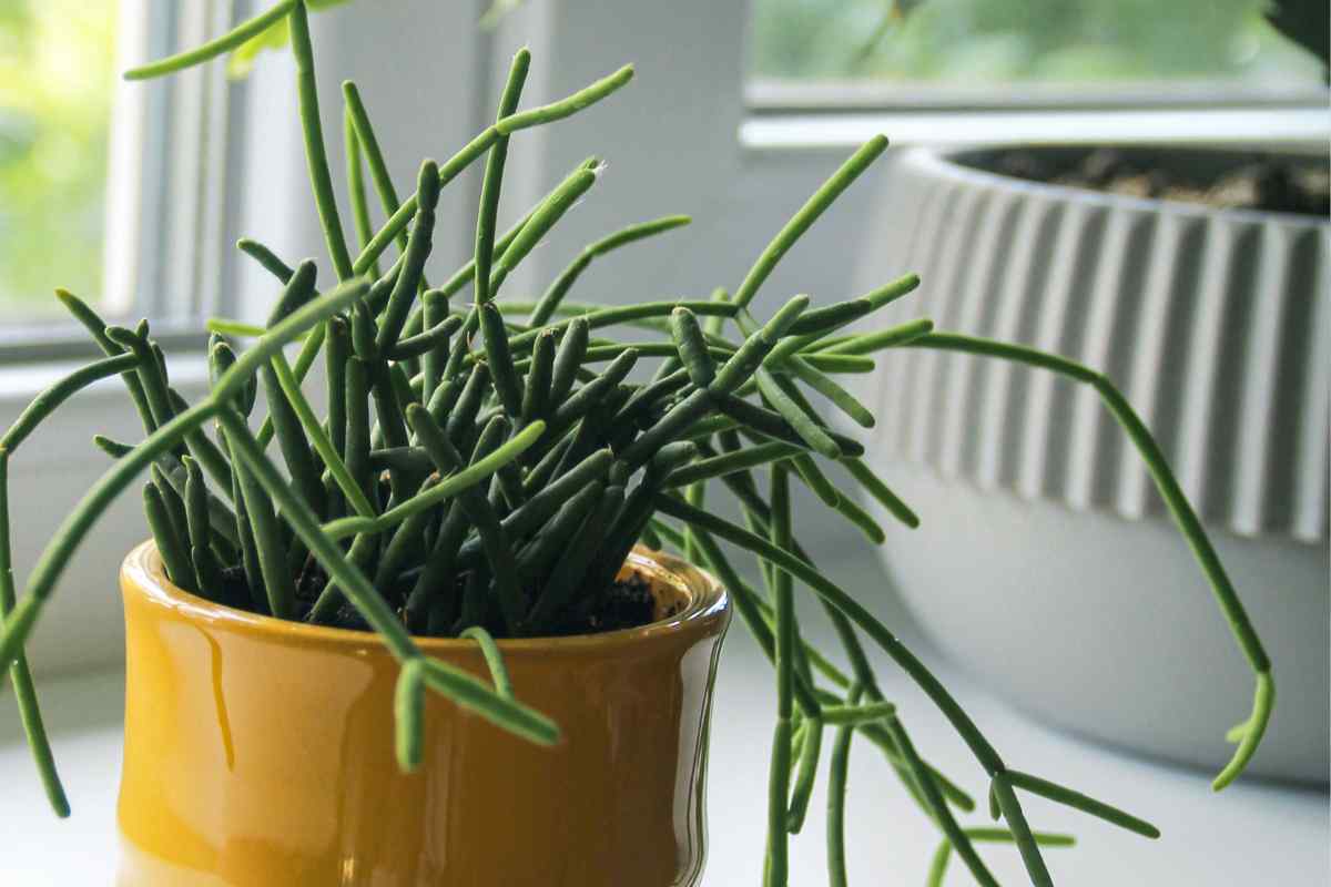 How to Grow and Care for the Mistletoe Cactus