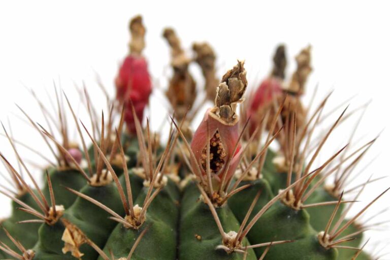 How to Propagate Cactus FAST and EASY Way