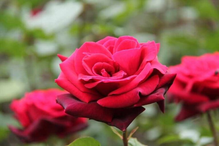 Rose Propagation at Home: All You Need to Know