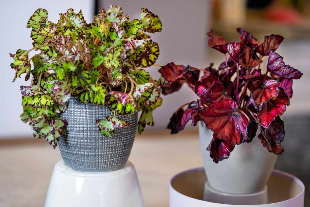 3 Amazing Ways To Transform Ugly Plastic Pots