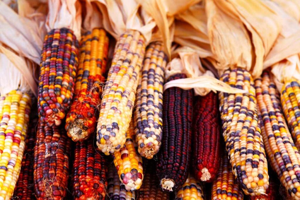5 Tips How to Grow a Ton of Sweetcorn in One Raised Bed