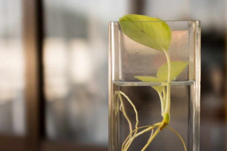 2 Very Easy Ways to Grow Money Plant from a Single Leaf