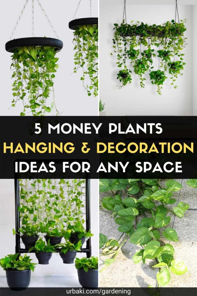 5 Money Plants Hanging & Decoration Ideas For Any Space