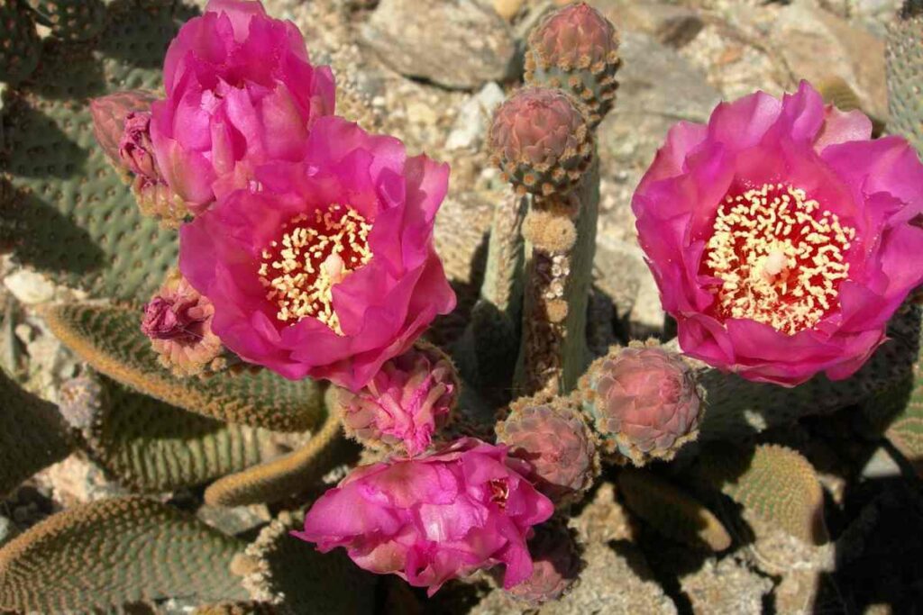 Discover How to Make a Cactus Bloom (ABUNDANTLY)