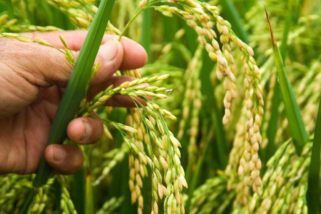 How to Grow Rice in Containers at Home
