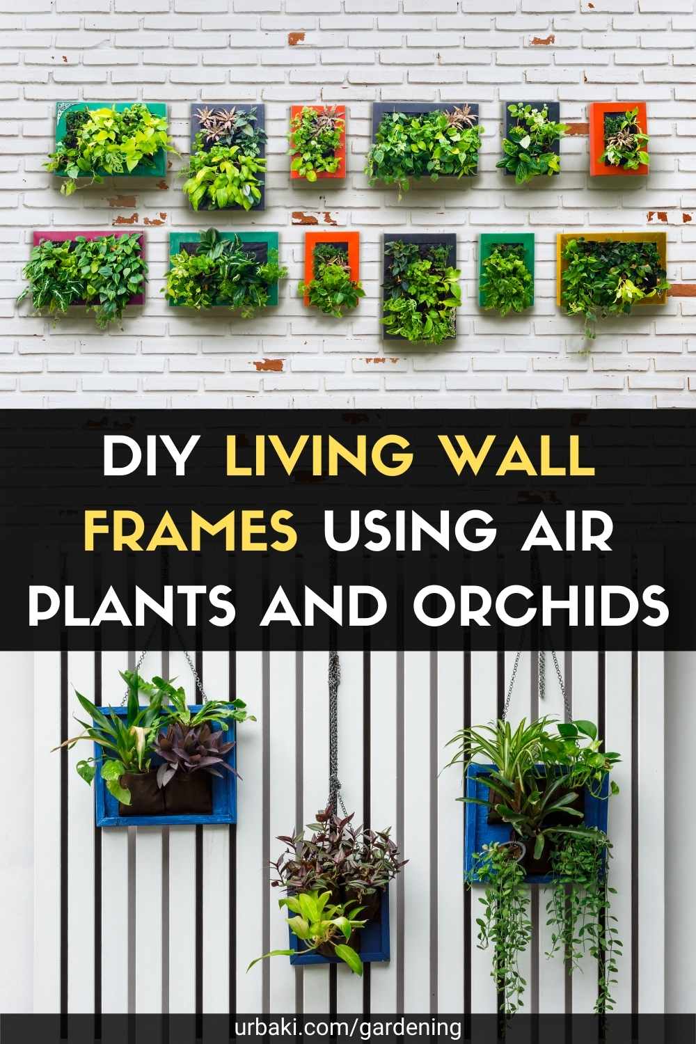 DIY Living Wall Frames Using Air Plants and Orchids