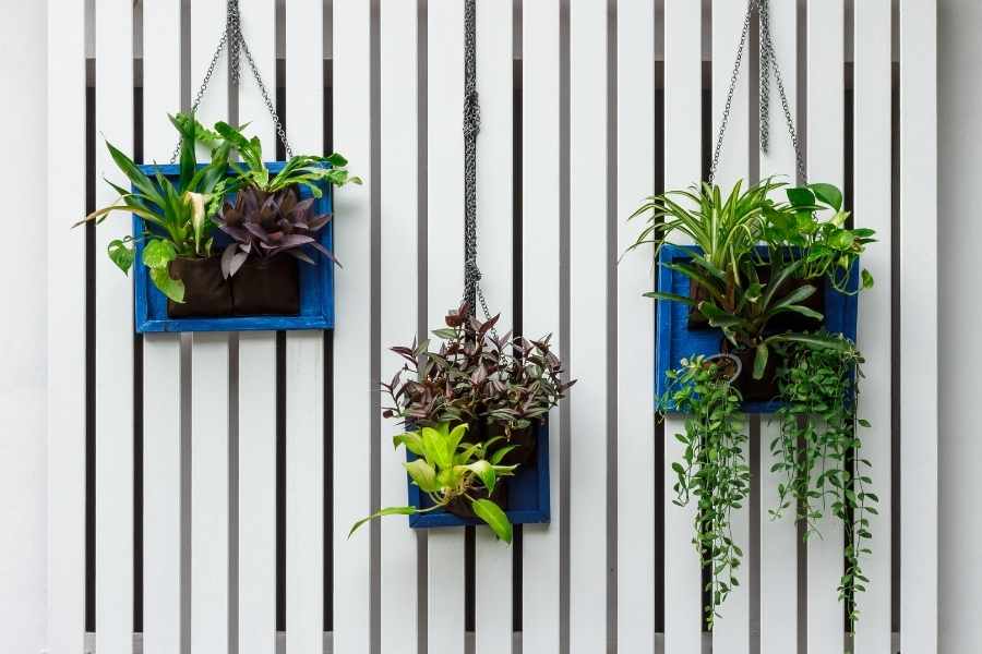 DIY Living Wall Frames Using Air Plants and Orchids