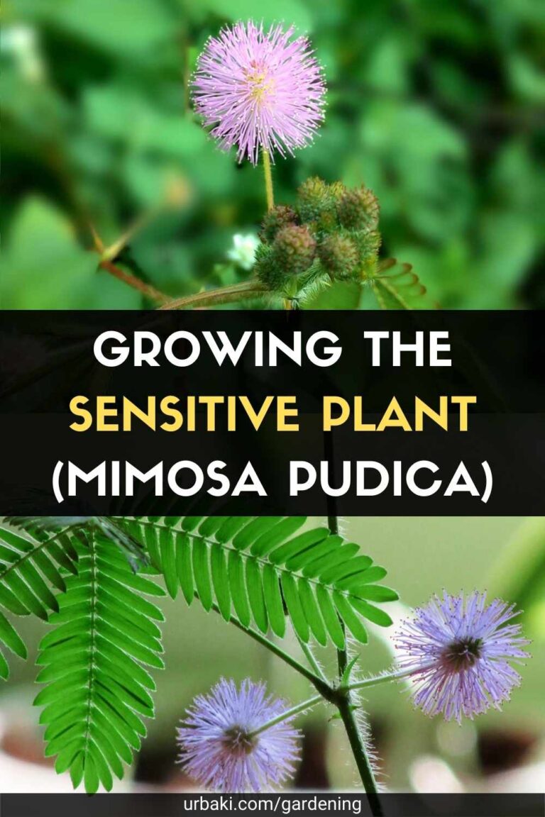 Growing The Sensitive Plant (Mimosa Pudica)