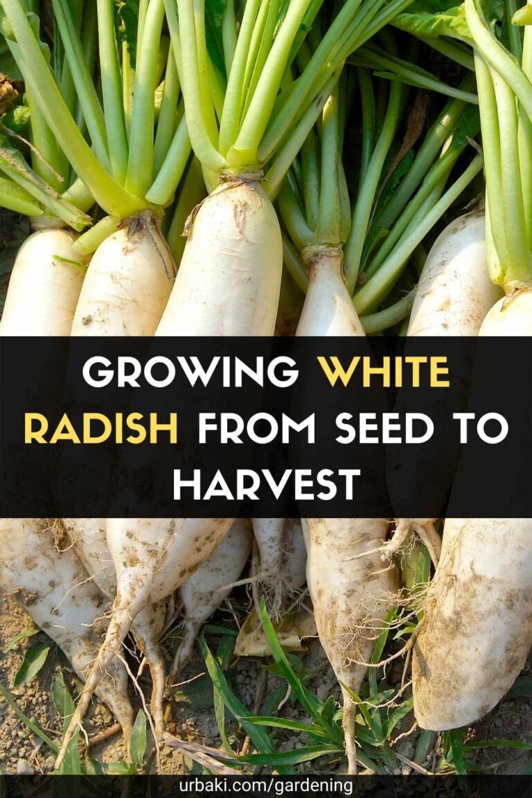 Growing White Radish from Seed to Harvest