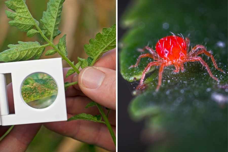 How to Get Rid of Spider Mites Indoor and Outdoor