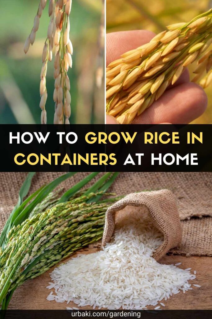 How to Grow Rice in Containers at Home