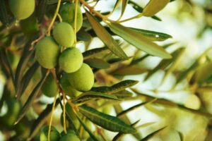 Learn How to Grow an Olive Tree
