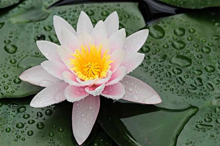 Planting and Care Guide for Water Lillies