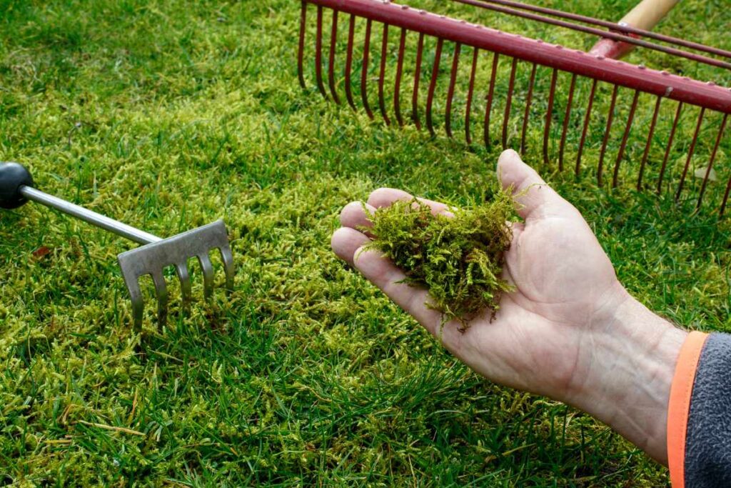 Propagate Your Own Moss with This Method
