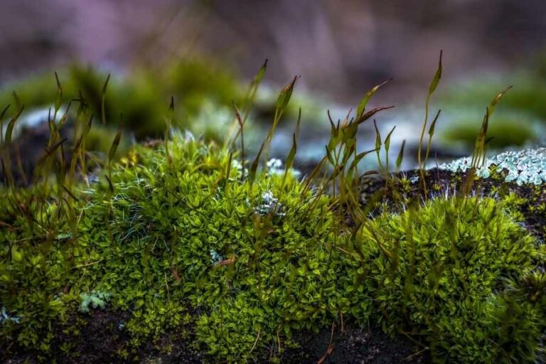 Propagate Your Own Moss with This Method