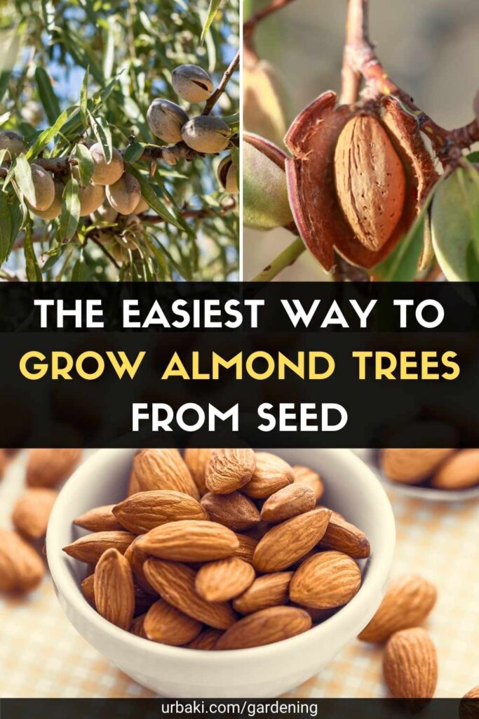 The Easiest Way to Grow Almond Trees from Seed