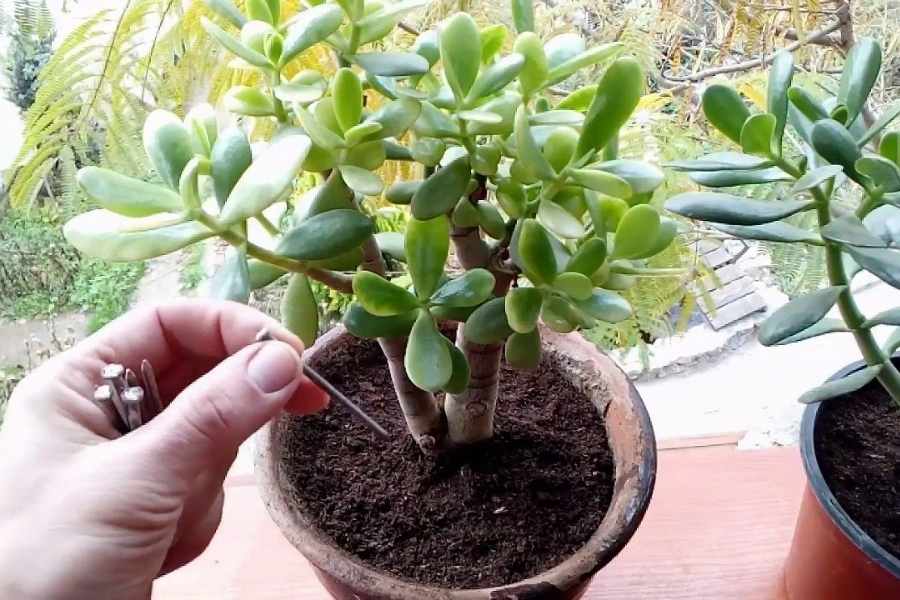 This Simple Trick Will Make Your Plants Grow Faster
