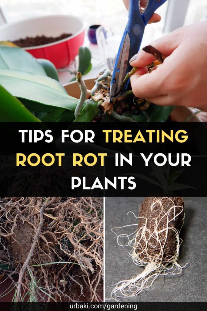 Tips For Treating Root Rot in Your Plants