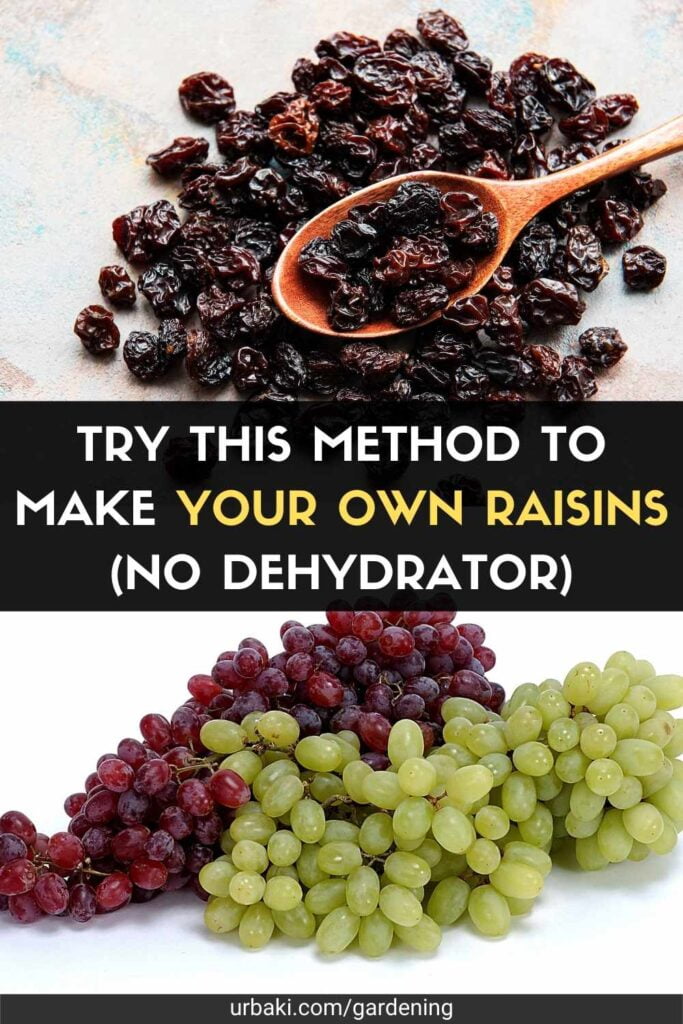 Try This Method to Make Your Own Raisins (No Dehydrator)