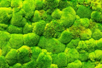 Propagate Your Own Moss with This Method