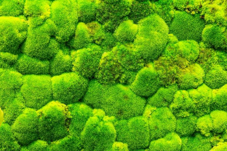 Propagate Your Own Moss with This Method