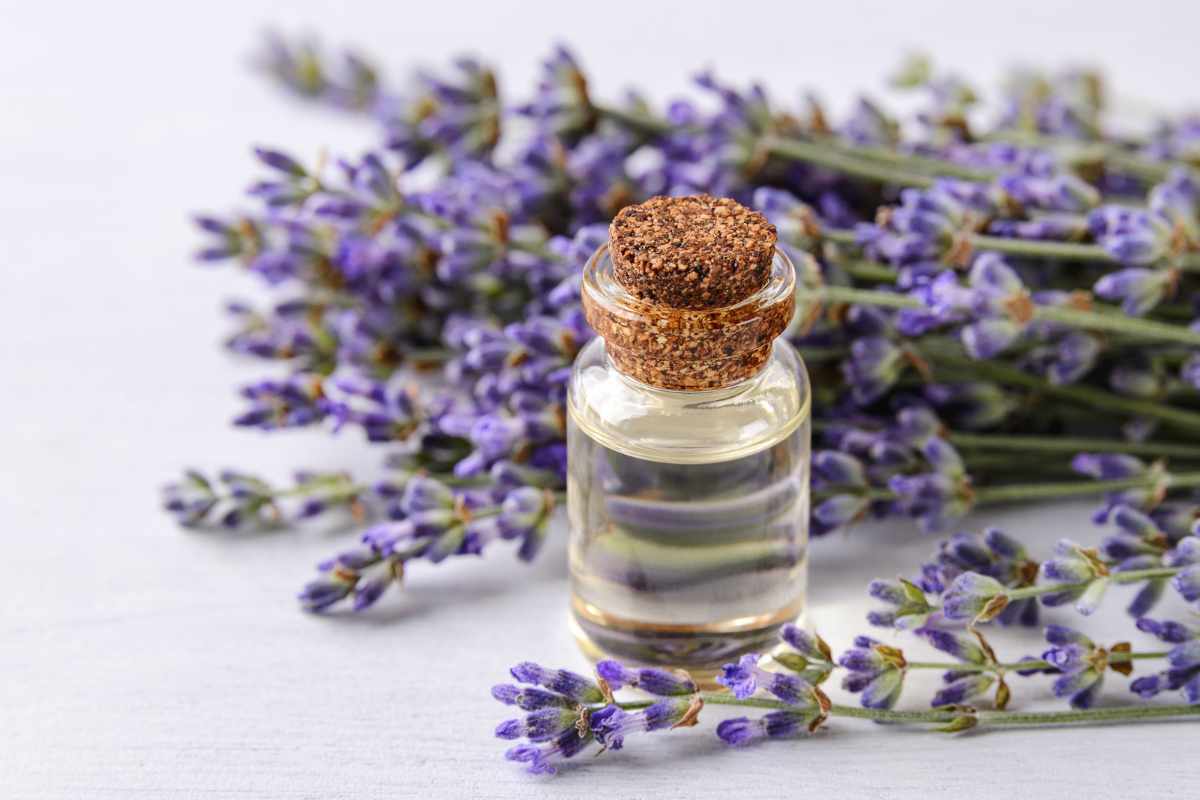 DIY Lavender Essential Oil at Home