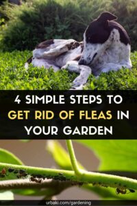 4 Simple Steps to Get Rid of Fleas in Your Garden