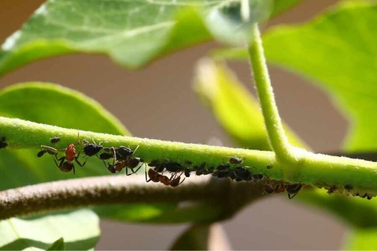 4 Simple Steps to Get Rid of Fleas in Your Garden