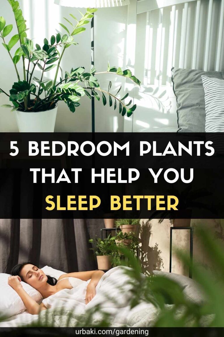 5 Bedroom Plants That Help You Sleep Better