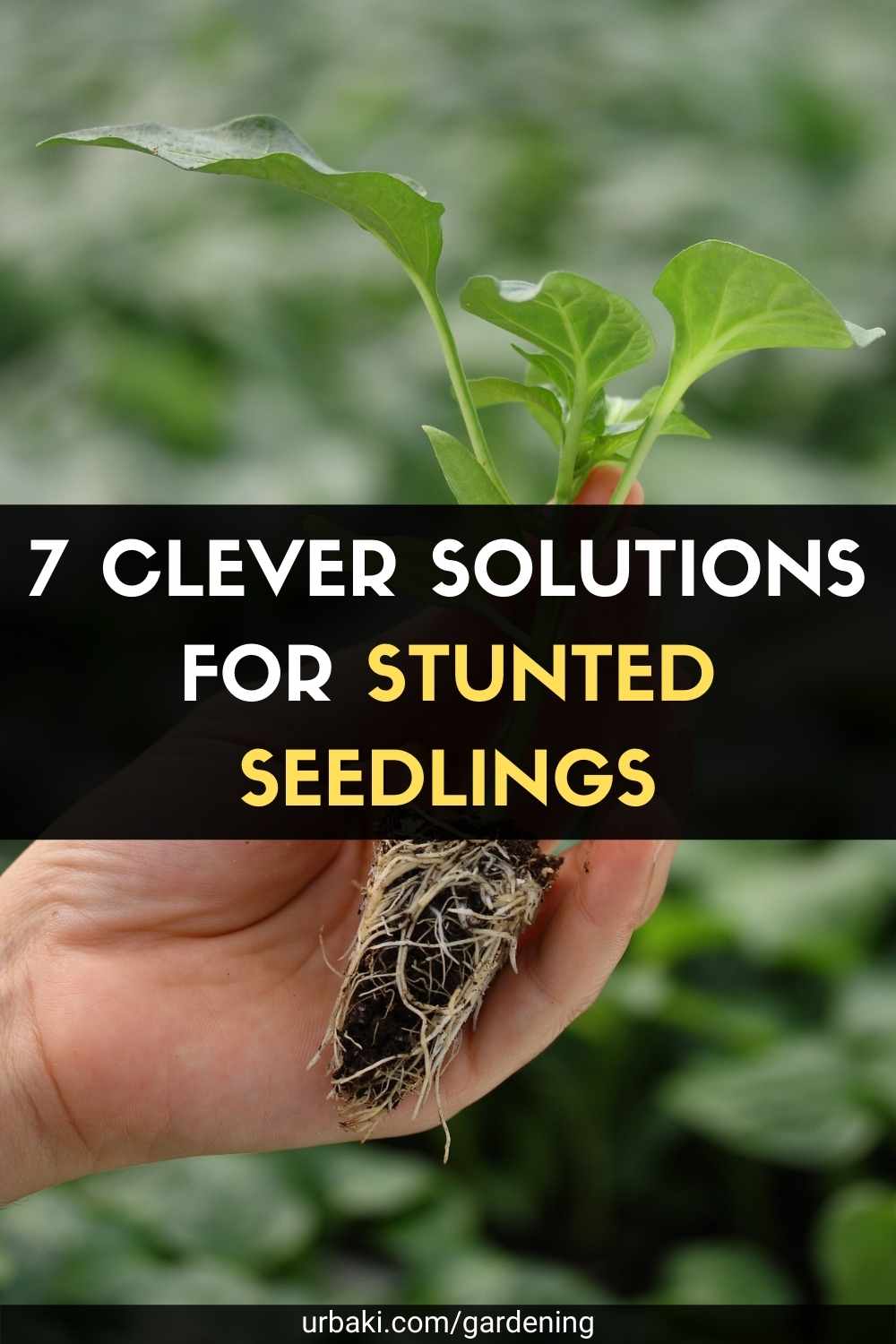7 Clever Solutions For Stunted Seedlings