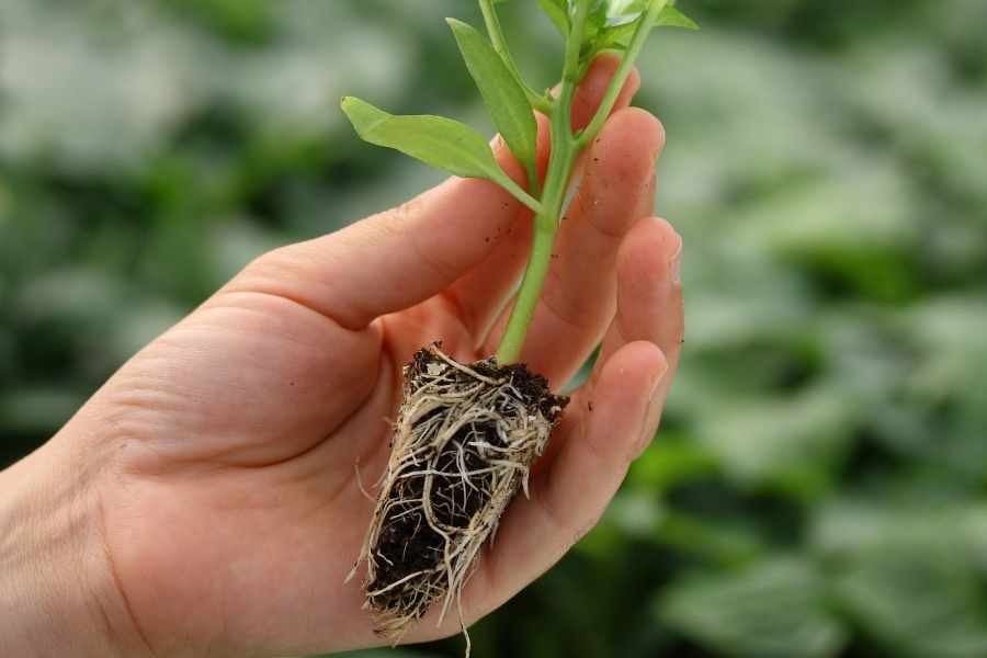 7 Clever Solutions For Stunted Seedlings