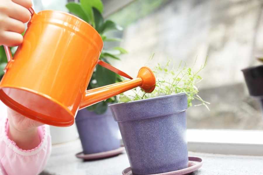 7 Common Plant Care Mistakes to Avoid