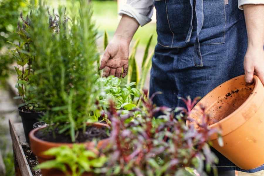 9 Basic Crops for a Survival Garden