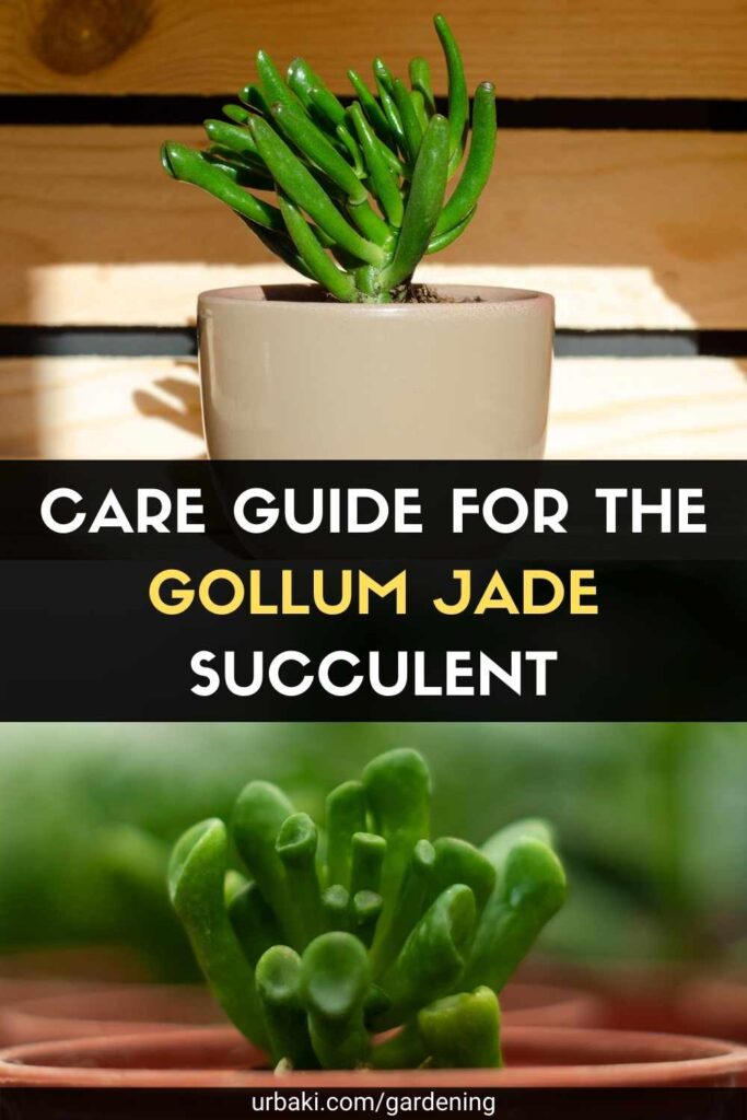 Care Guide for The Gollum Jade Succulent