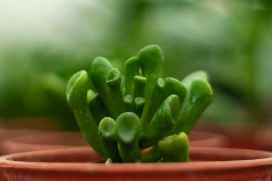 Care Guide for The Gollum Jade Succulent