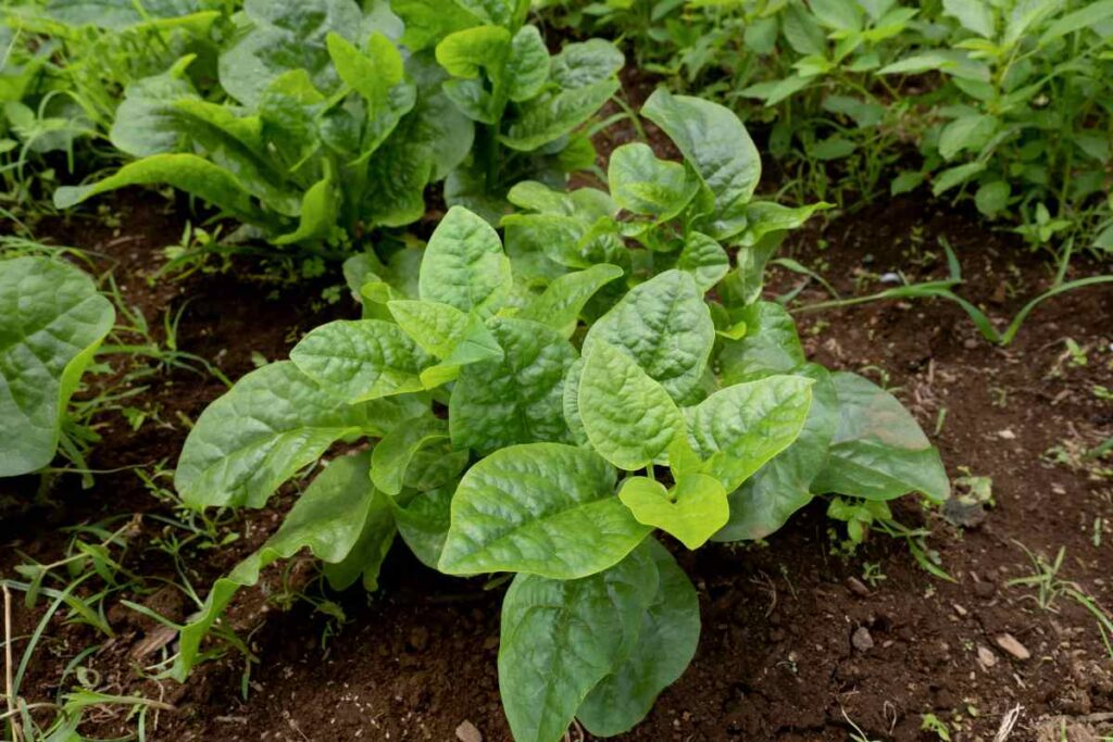 5 Tips for Growing Climbing Spinach (Malabar)