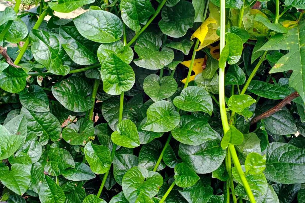 5 Tips for Growing Climbing Spinach (Malabar)