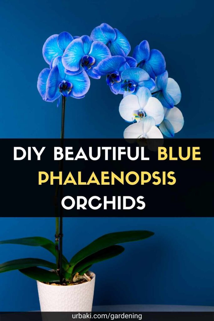DIY Beautiful Blue Phalaenopsis Orchids