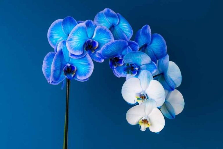 DIY Beautiful Blue Phalaenopsis Orchids